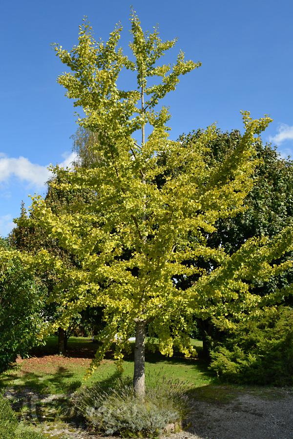L’arbre aux 40 écus – Mairie de chapareillan